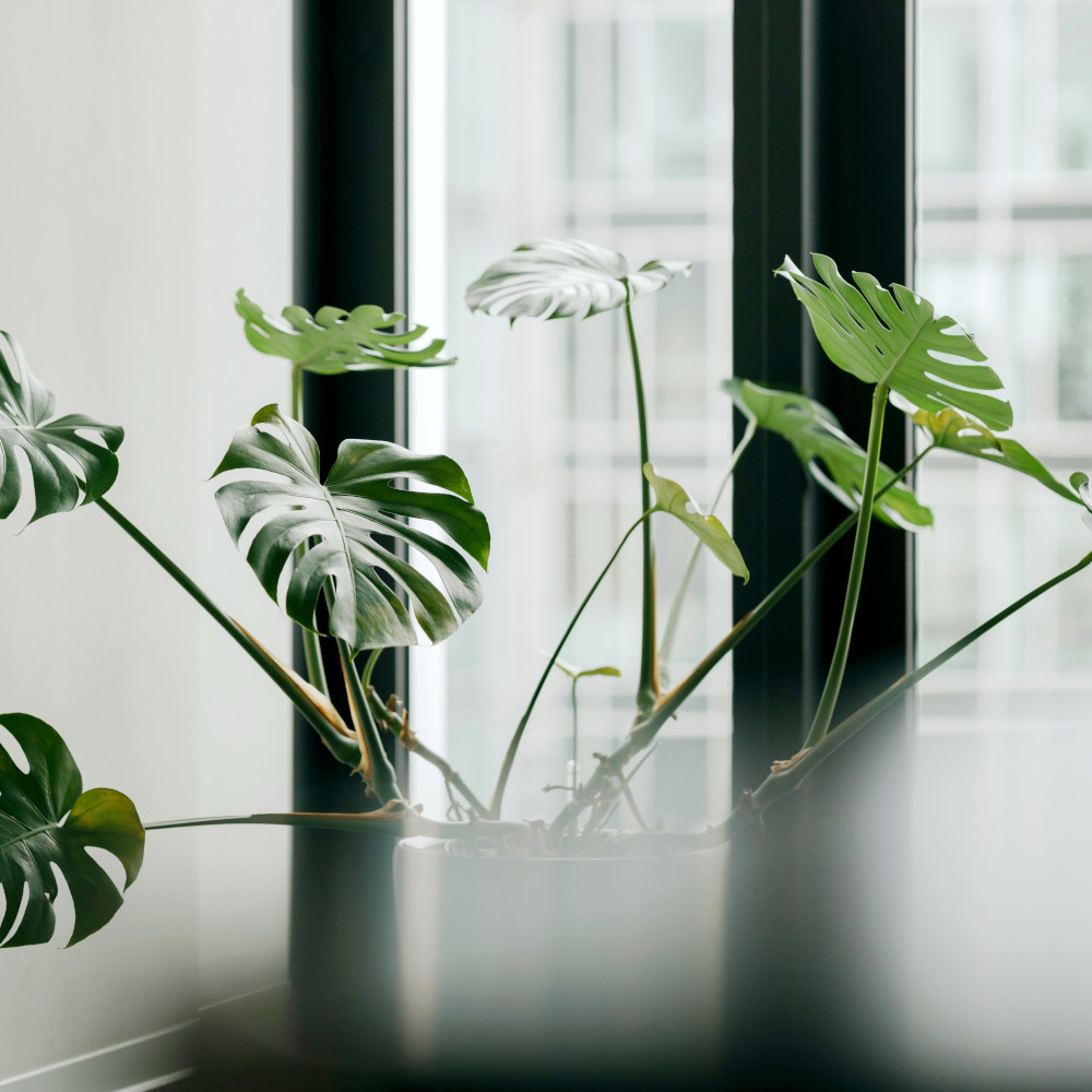 Ecological Sustainability at geOps | geOps